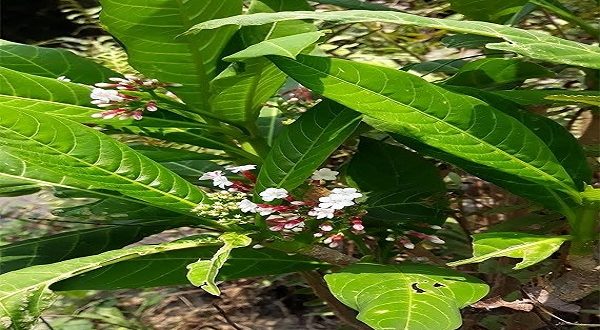 Cây Ba gạc: Vị thuốc quý chữa cao huyết áp